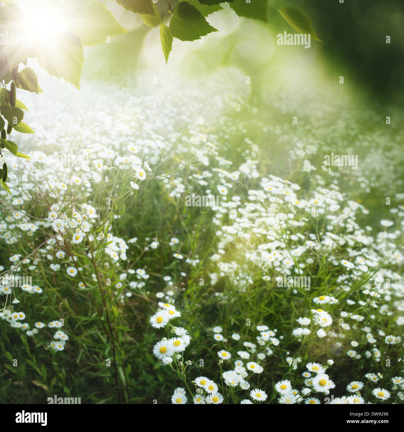Green Nature, abstract environmental backgrounds for your design Stock ...