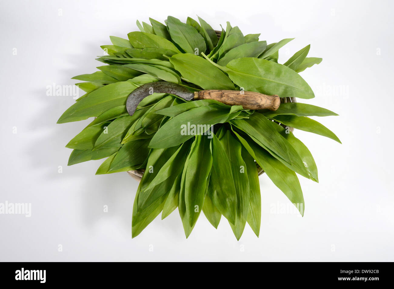 Ramson leaf hi-res stock photography and images - Alamy