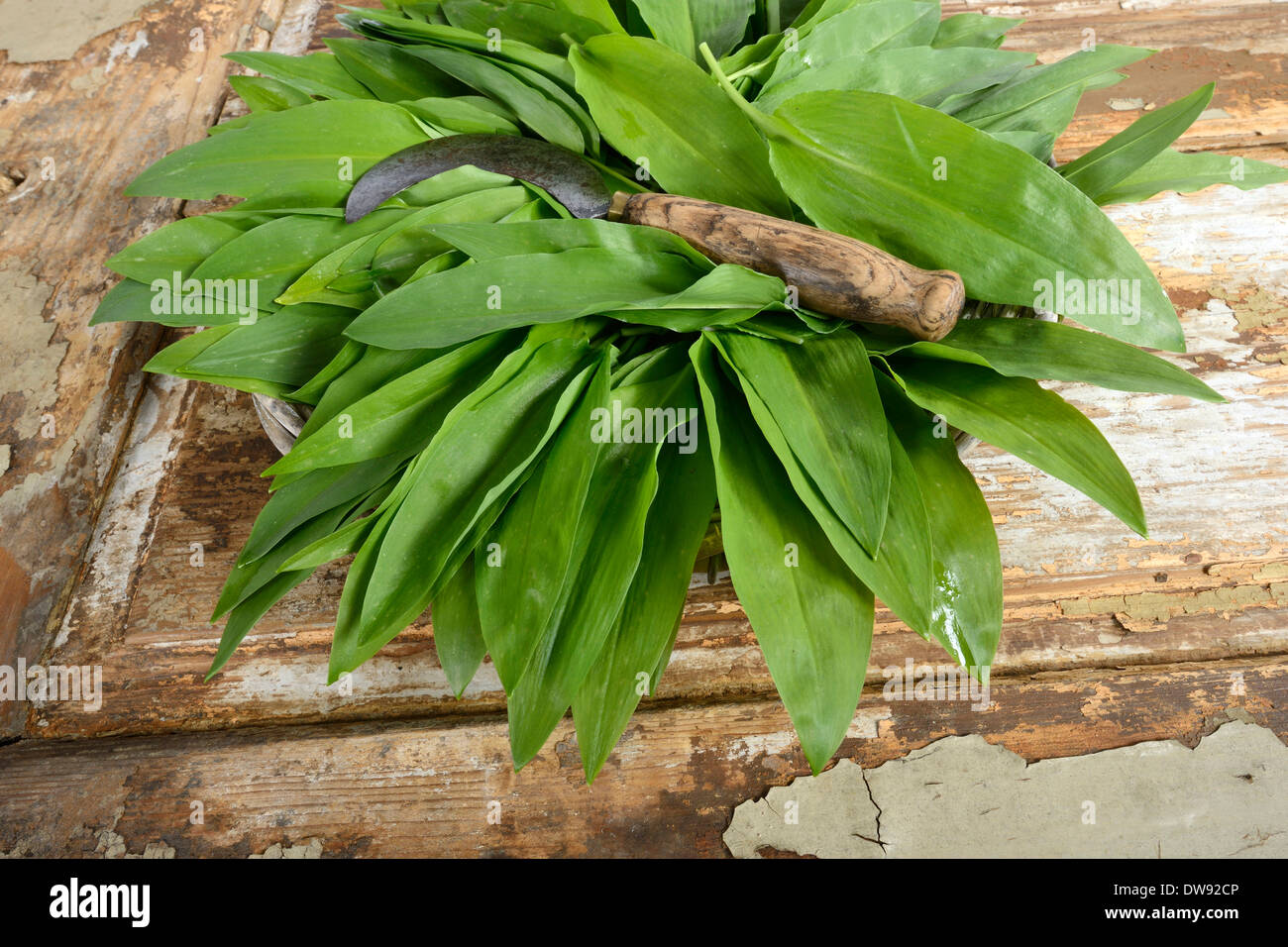 Ramson plant hi-res stock photography and images - Alamy