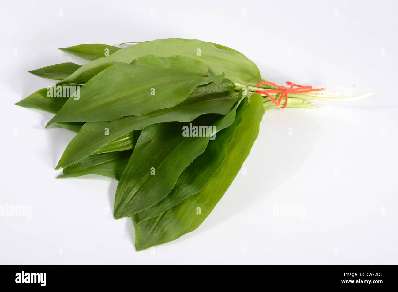 Ramson leaf hi-res stock photography and images - Alamy
