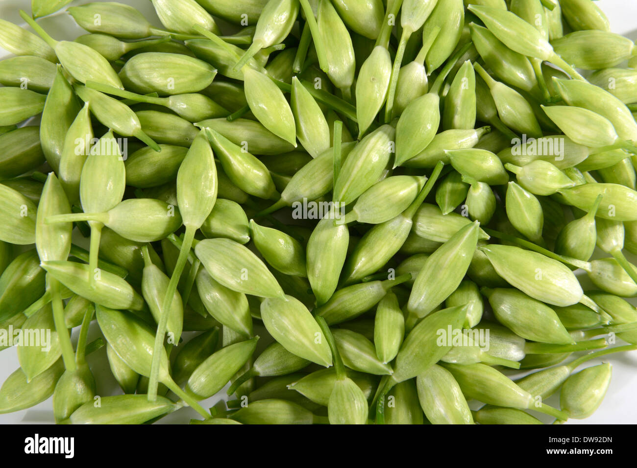 Ramson plant hi-res stock photography and images - Alamy
