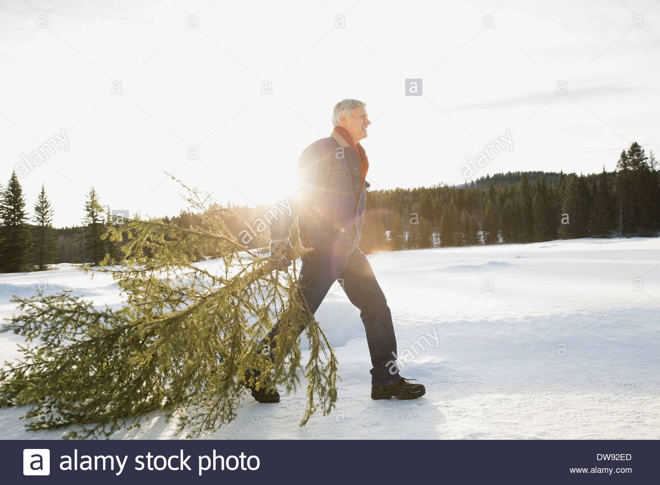 Man dragging christmas tree in hi-res stock photography and images - Alamy