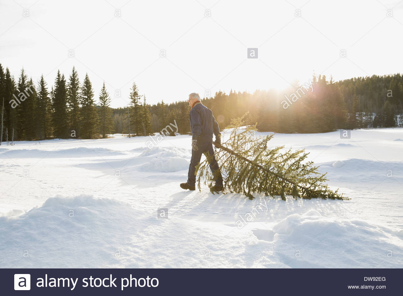 Man dragging Christmas tree in snow Stock Photo - Alamy