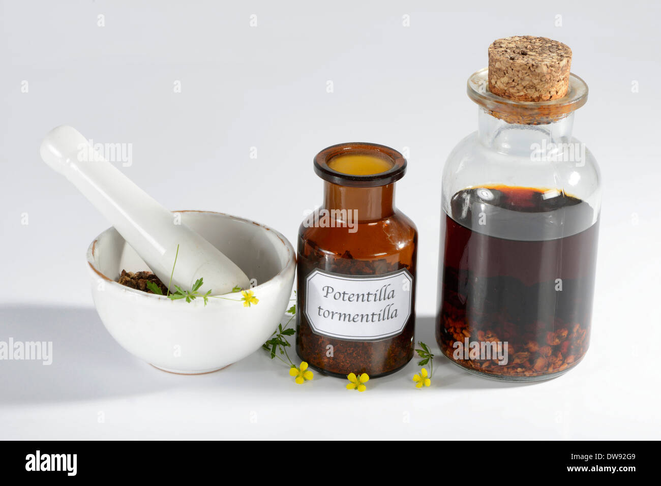 Tormentil High Resolution Stock Photography and Images - Alamy