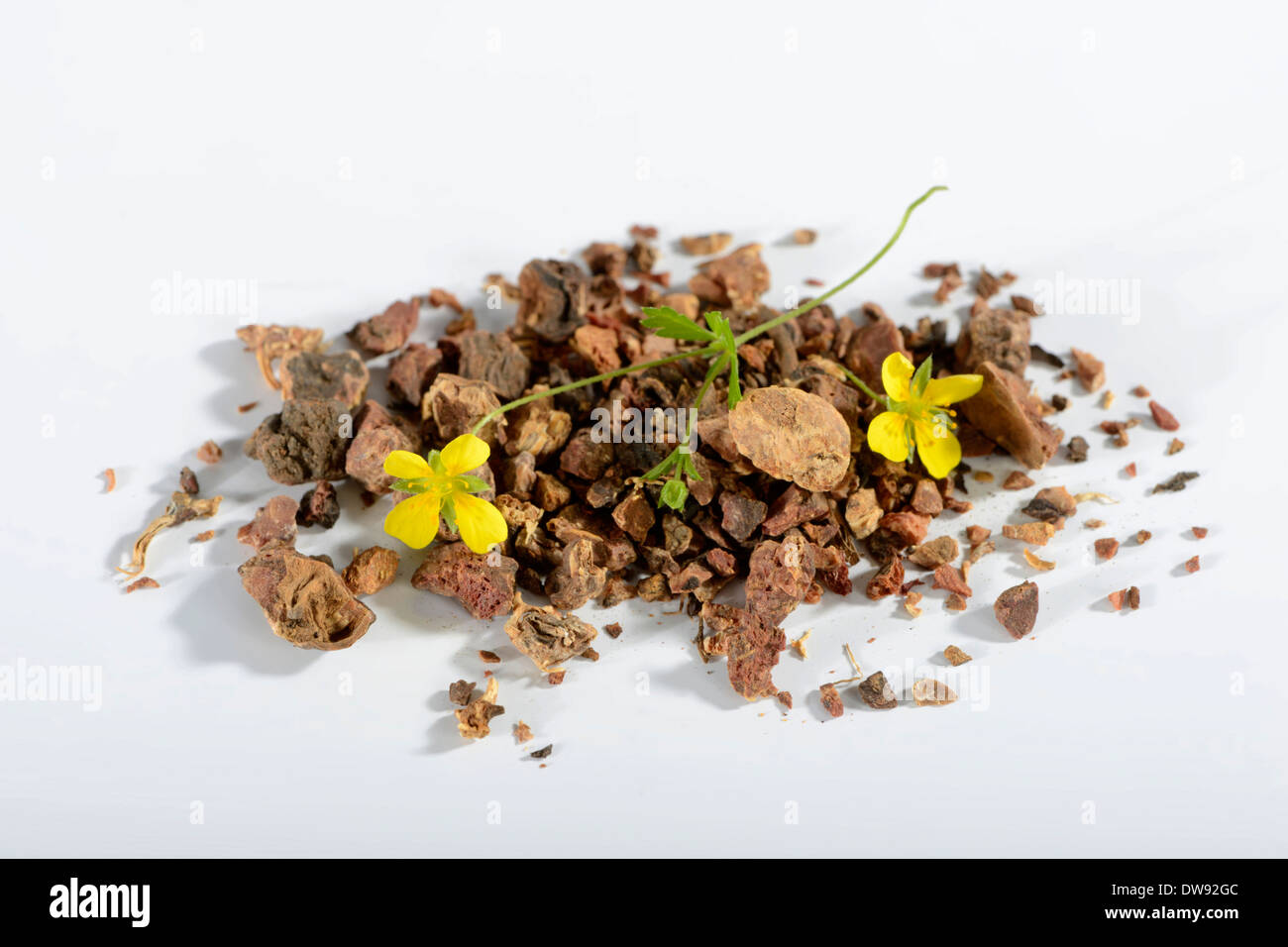 Tormentil High Resolution Stock Photography and Images - Alamy