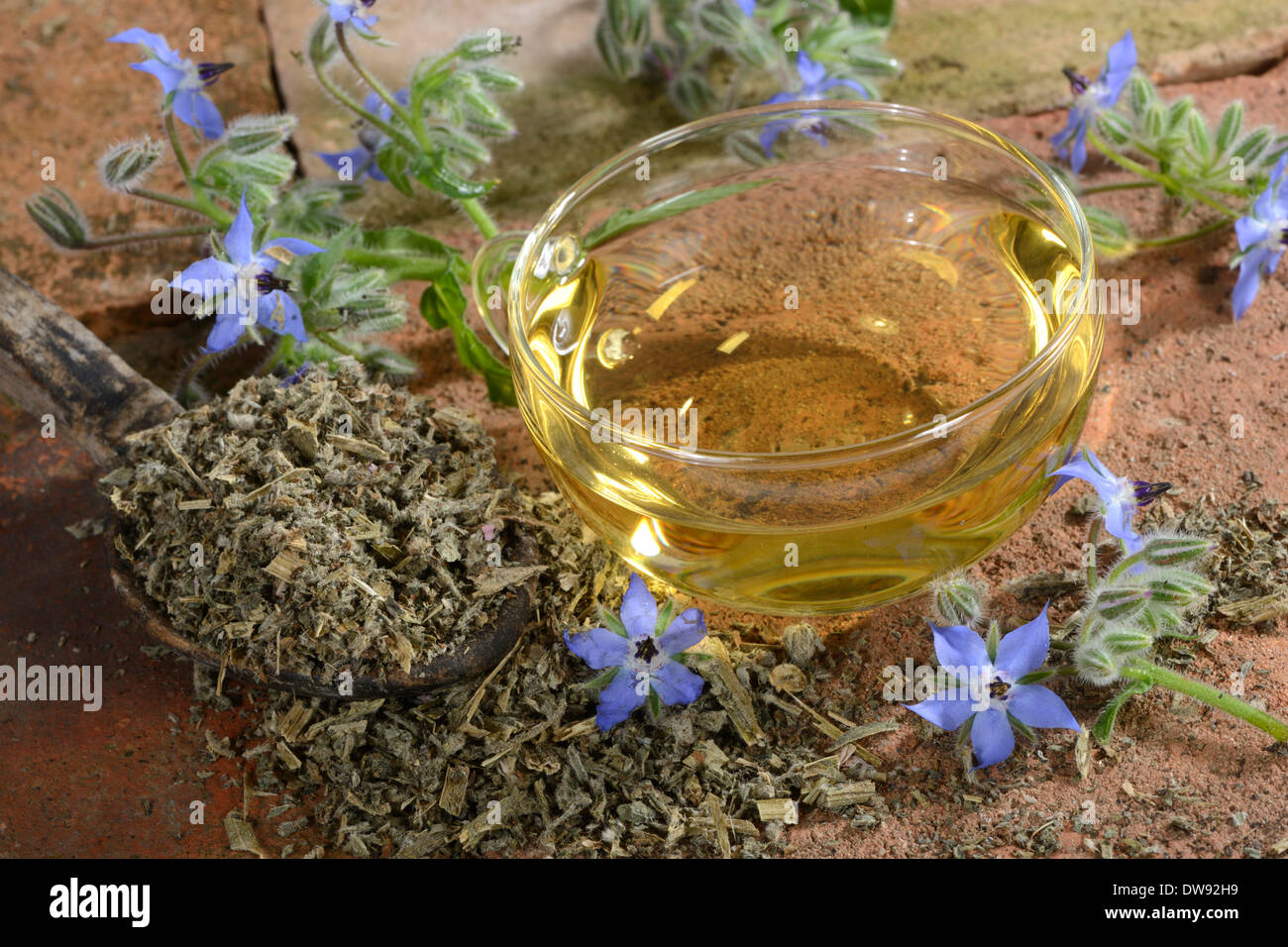 Borage Tea High Resolution Stock Photography and Images - Alamy