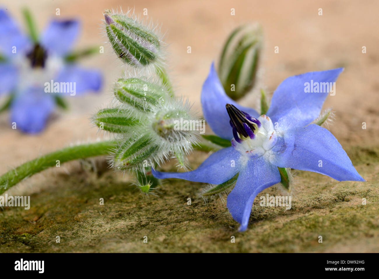 Horizontal borage hi-res stock photography and images - Alamy