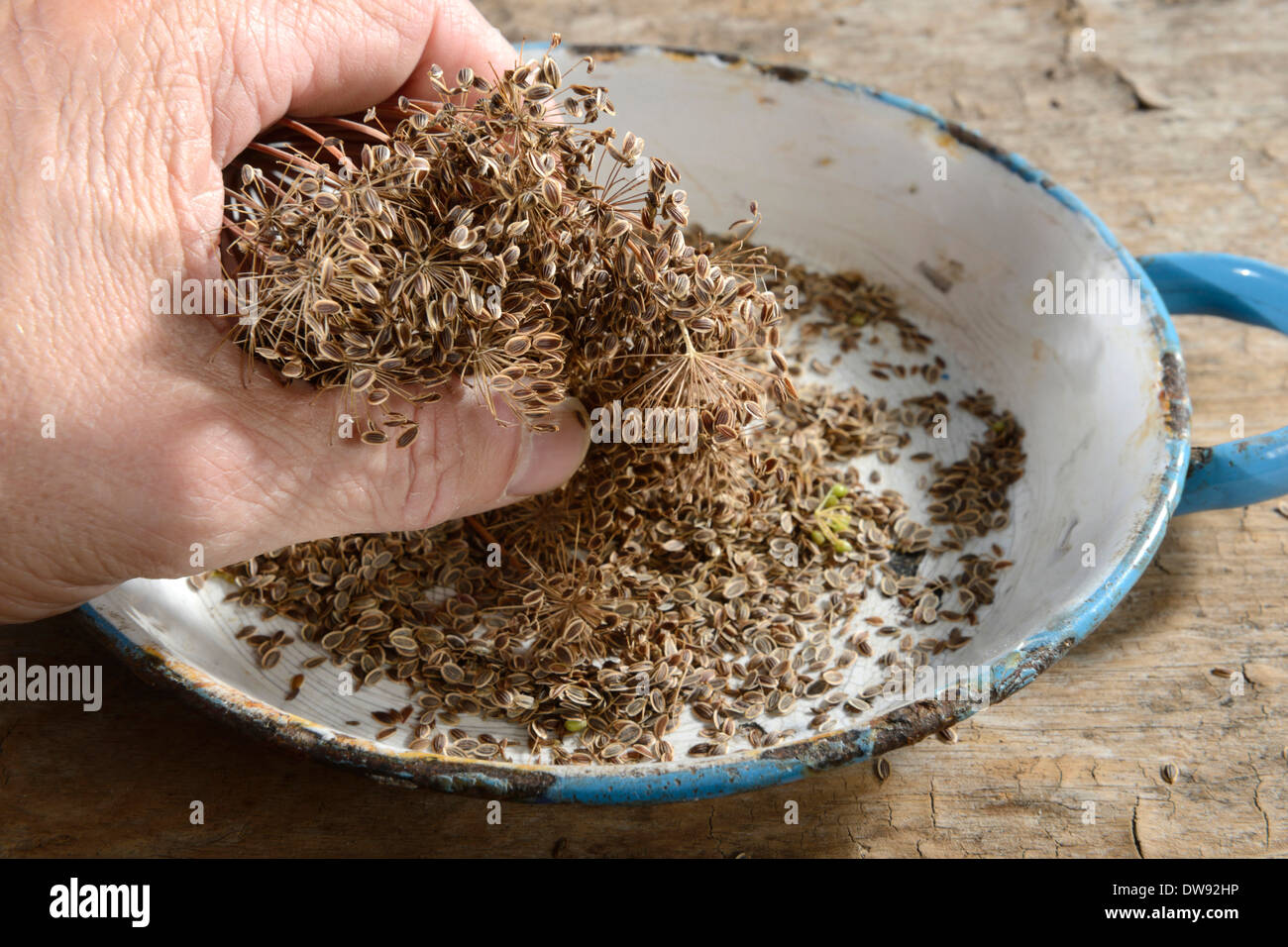 Harvesting dill hi-res stock photography and images - Alamy