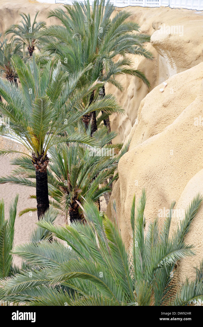 Palm trees in a cliff of Benidorm Stock Photo - Alamy