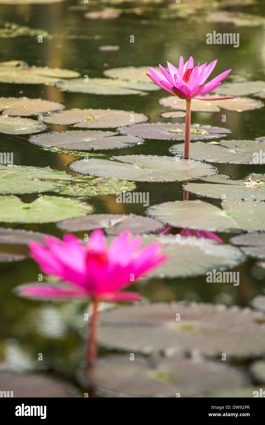 Pink water lilies lake hi-res stock photography and images - Alamy