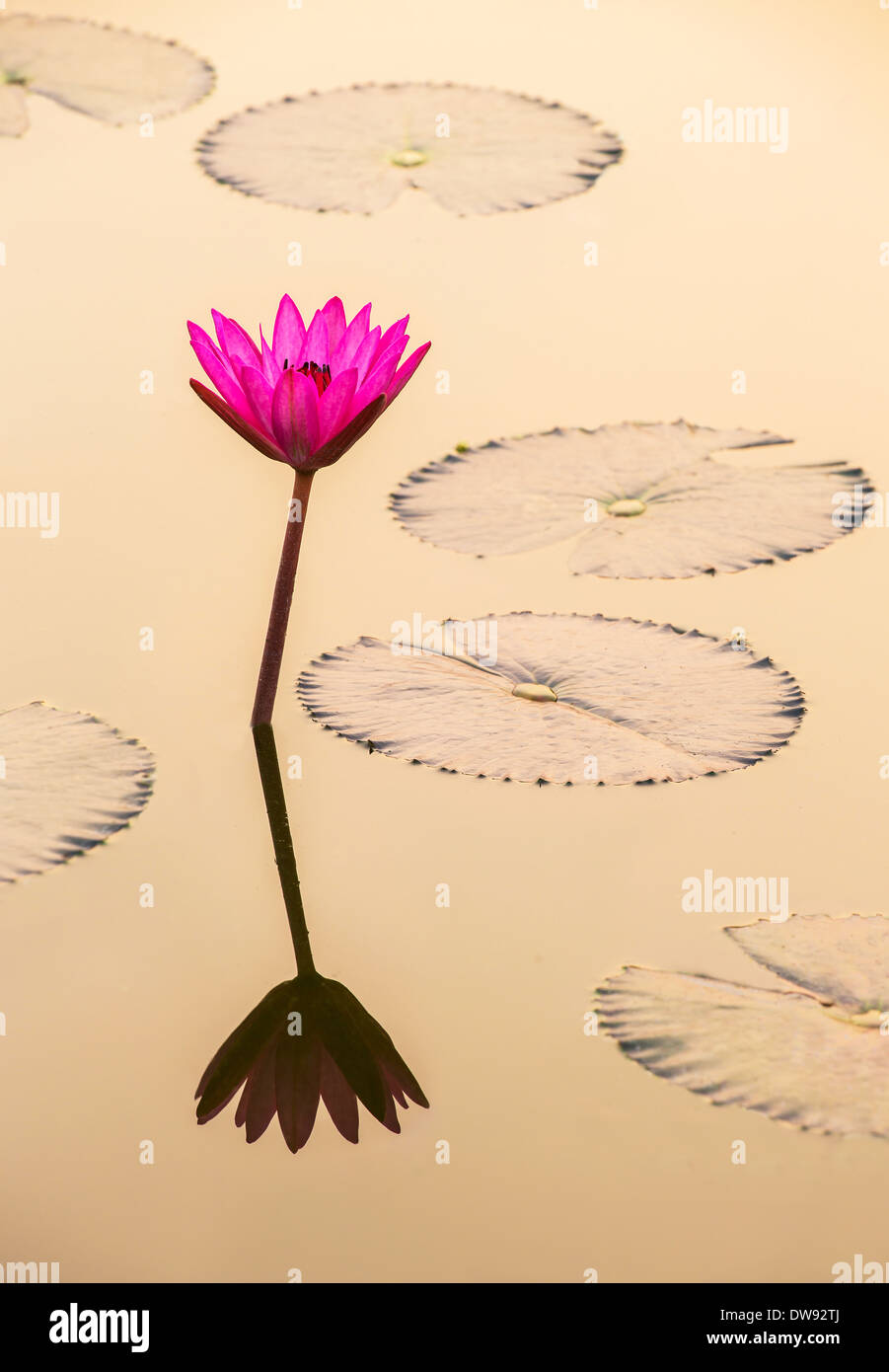 Pink water lilies lake hi-res stock photography and images - Alamy