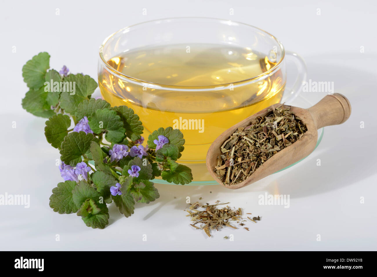 Ground Ivy tea Stock Photo - Alamy