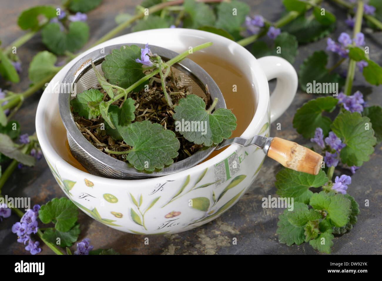 Ground Ivy tea Stock Photo - Alamy