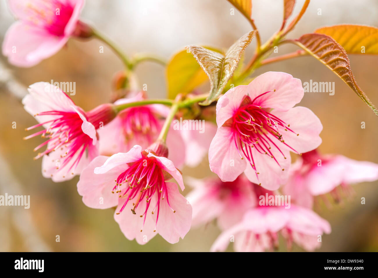 Pink flowers cherry sakura hi-res stock photography and images - Alamy
