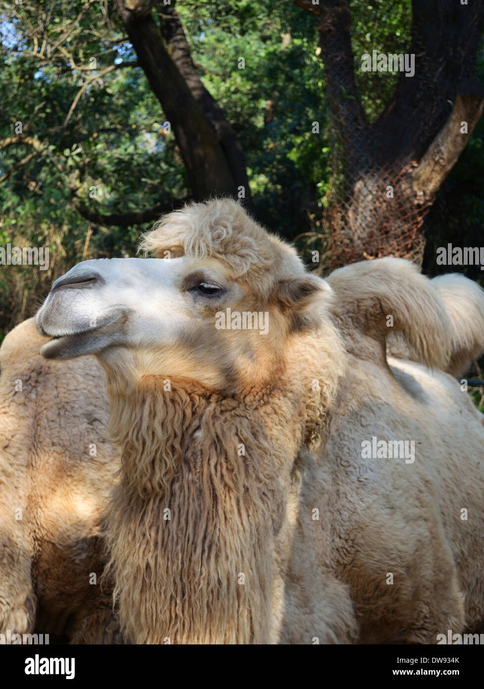 Camel zoo hi-res stock photography and images - Alamy