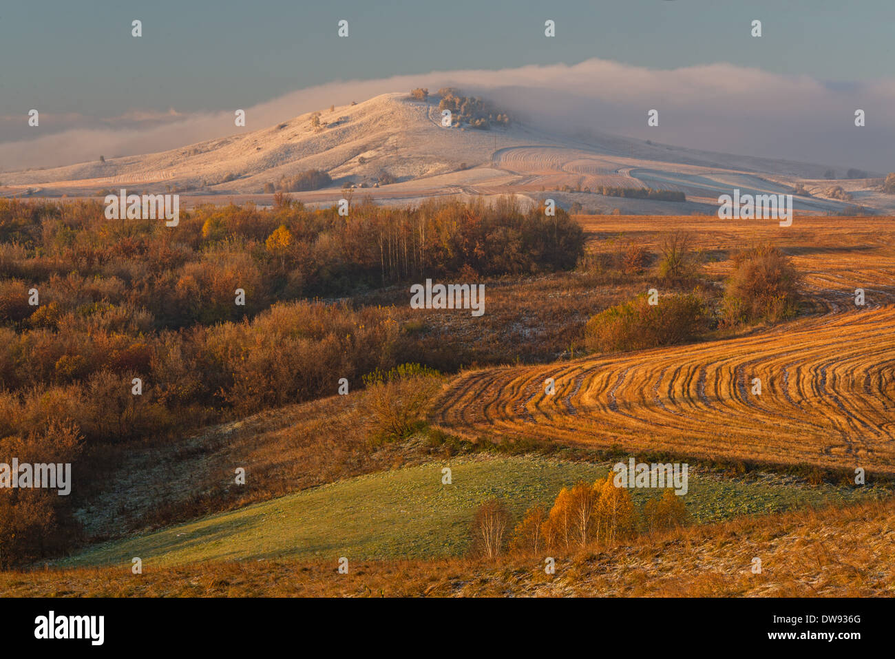 Siberia birch trees hi-res stock photography and images - Alamy