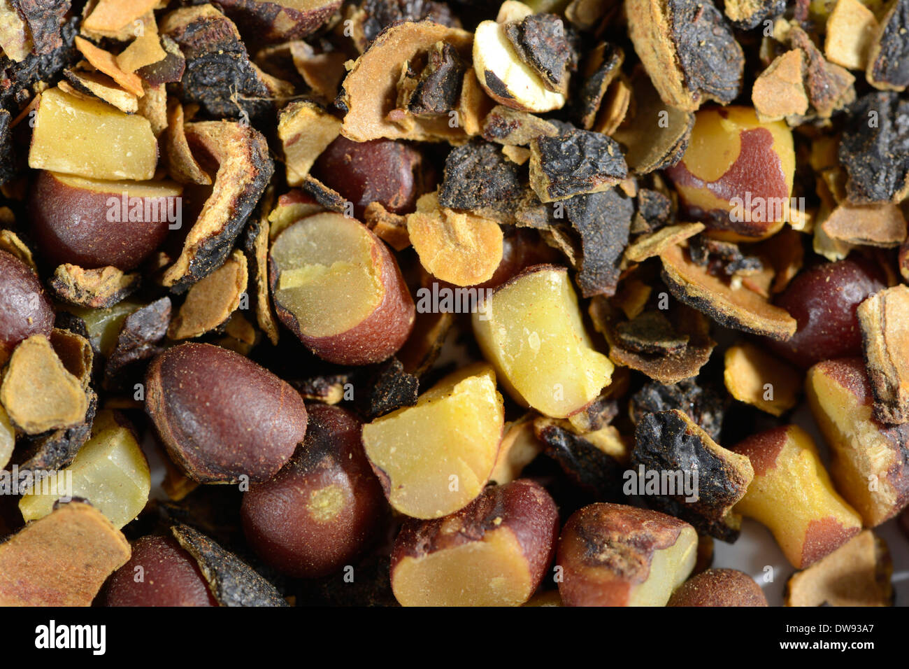 Saw palmetto fruit hi-res stock photography and images - Alamy