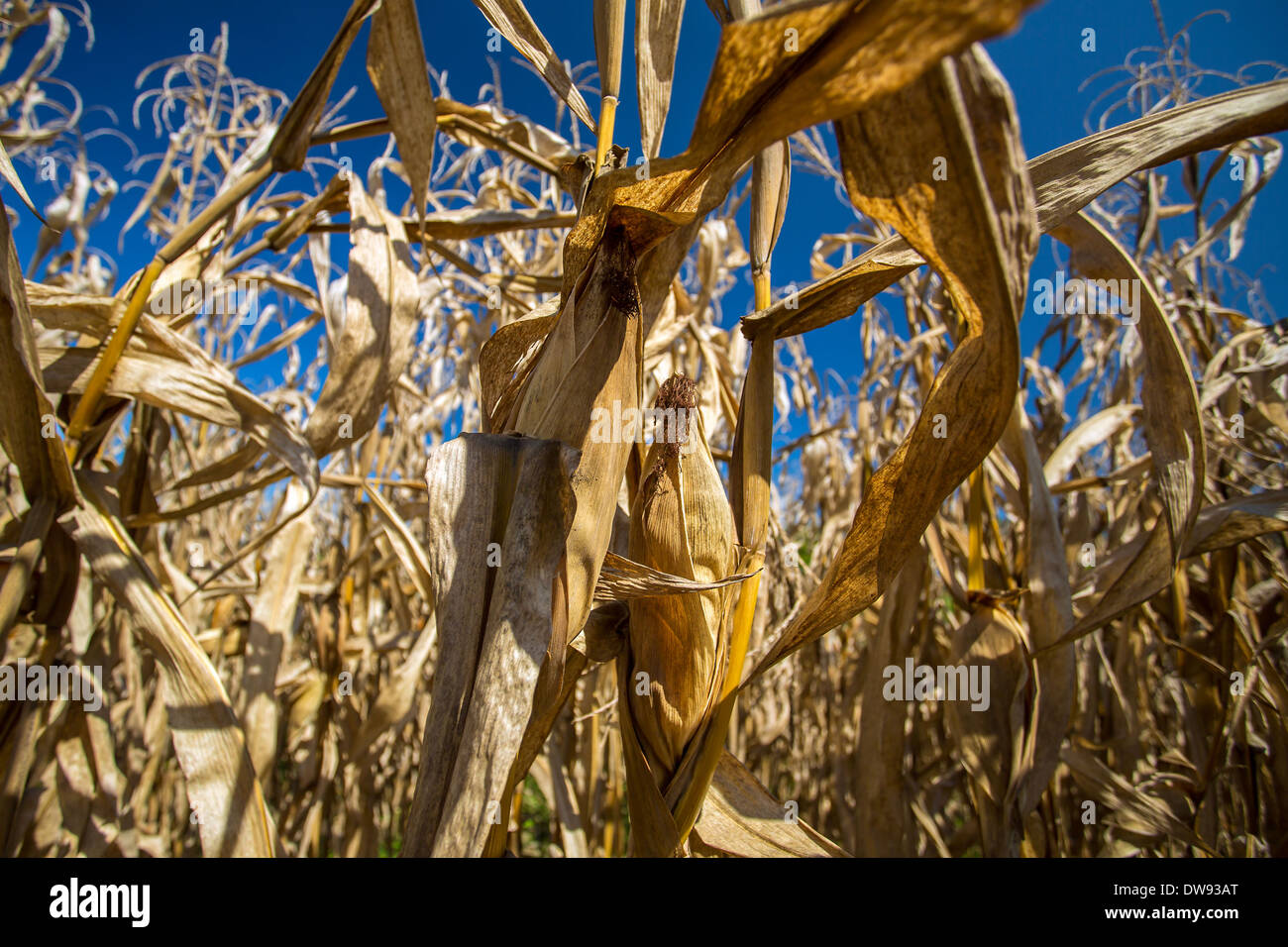 Dry corn plants against blue sky Stock Photo - Alamy