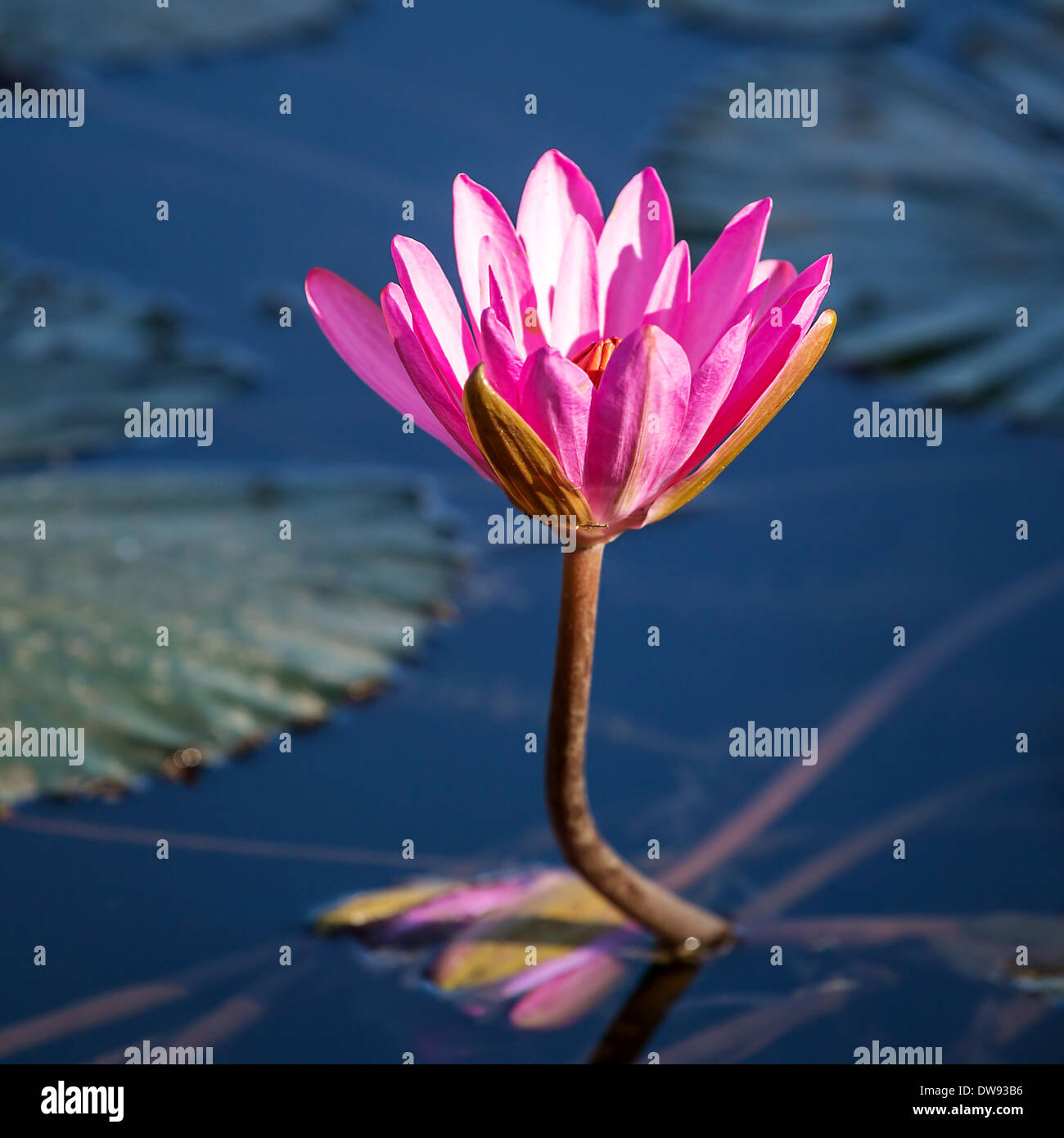 Purple water lilies nymphaea hi-res stock photography and images - Alamy