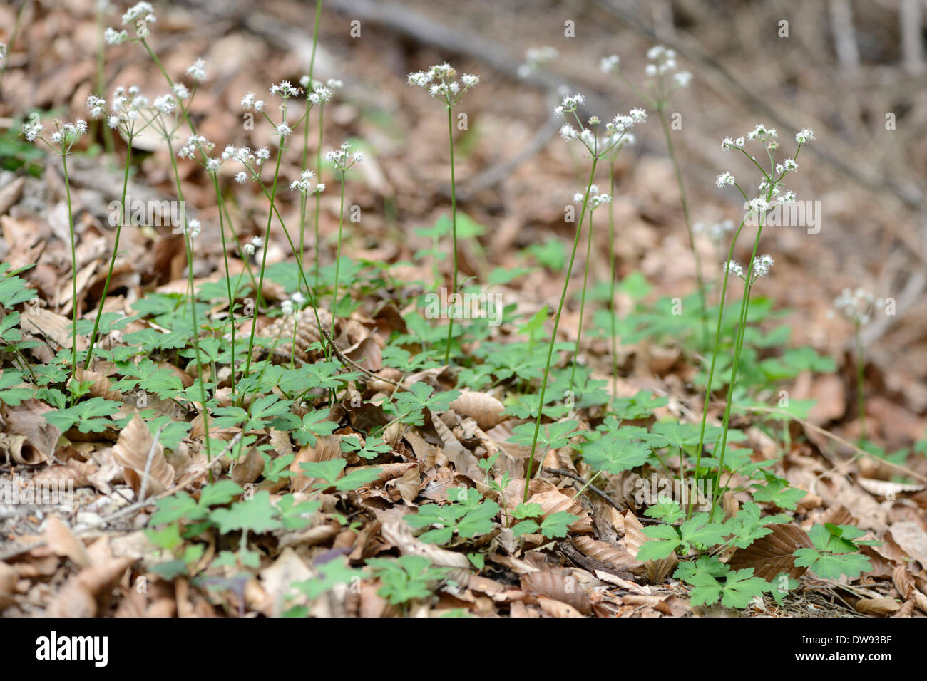 Sanicle or wood sanicle hi-res stock photography and images - Alamy