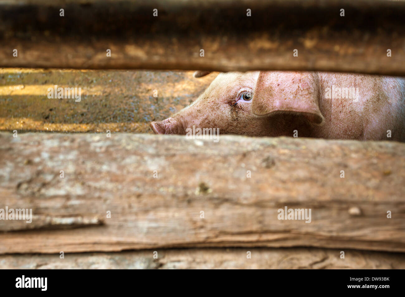 Pig fence hi-res stock photography and images - Alamy