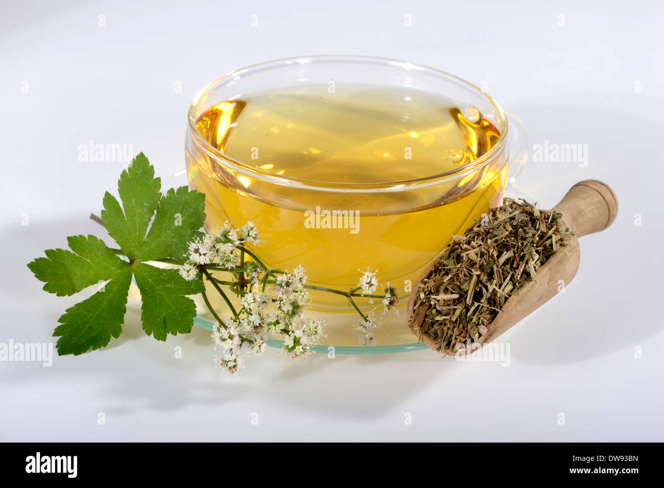 Sanicle tea hi-res stock photography and images - Alamy