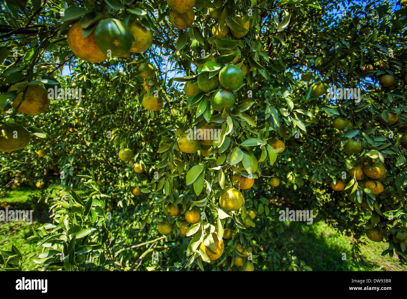 Fruits garden hi-res stock photography and images - Alamy