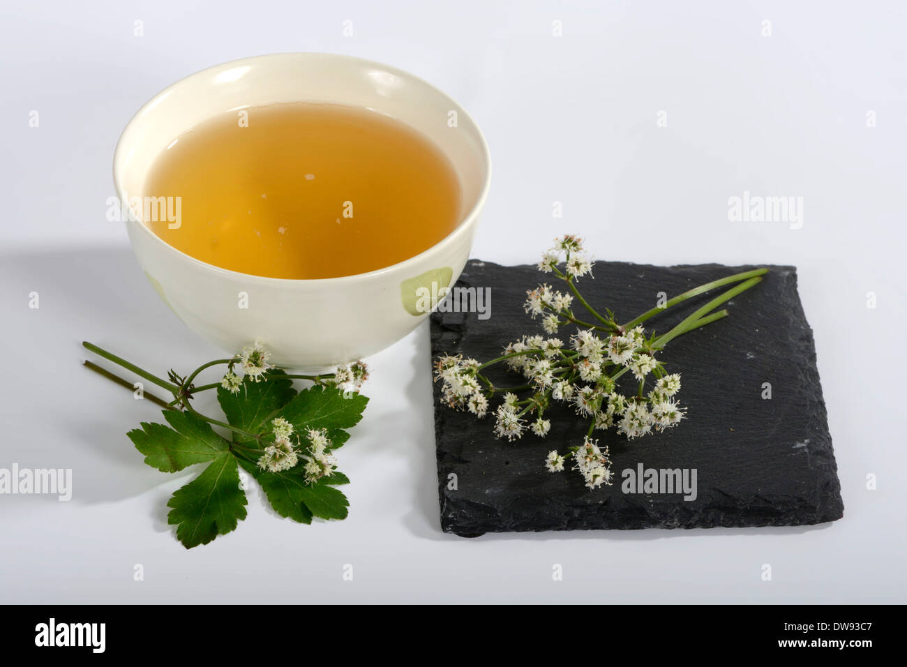 Sanicle hi-res stock photography and images - Alamy