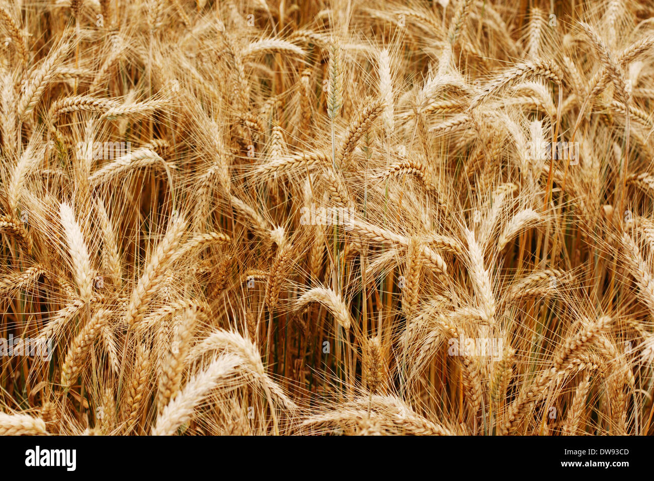 Gold wheat hi-res stock photography and images - Alamy
