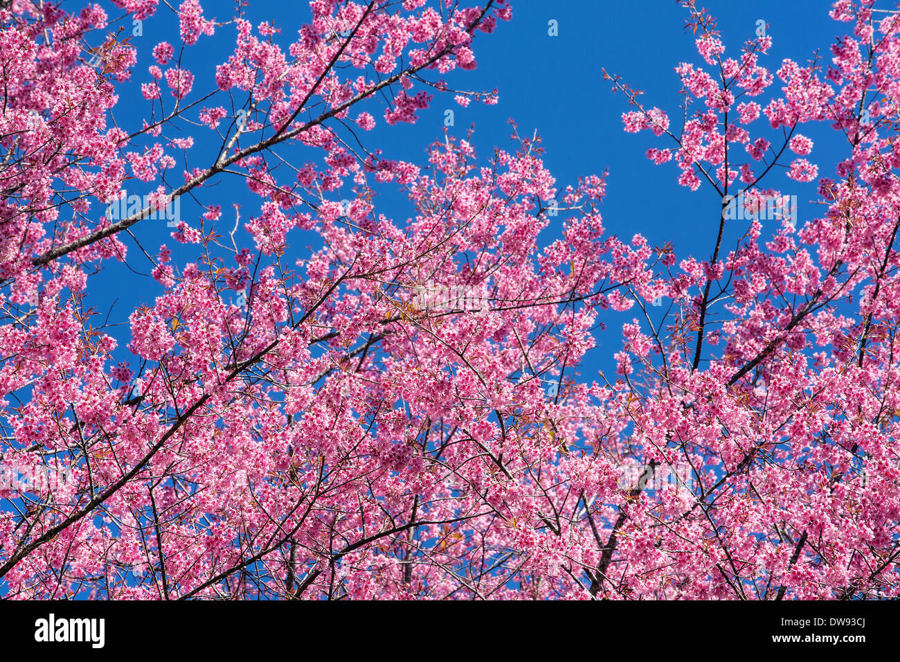 Sakura blossom hi-res stock photography and images - Alamy