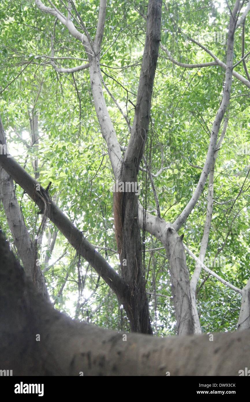 Aerial root tree Stock Photo - Alamy