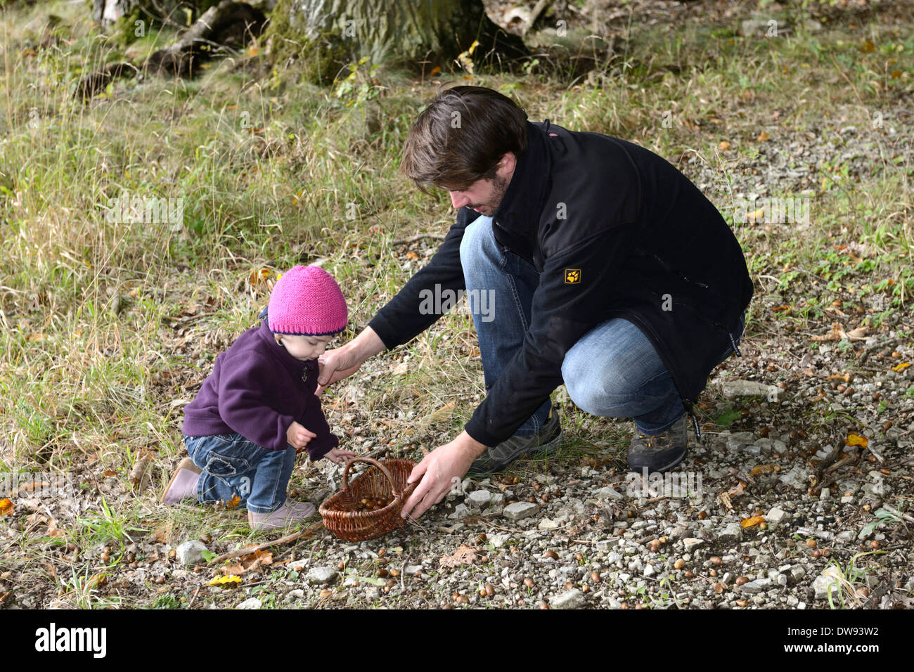 Acorns image hi-res stock photography and images - Alamy
