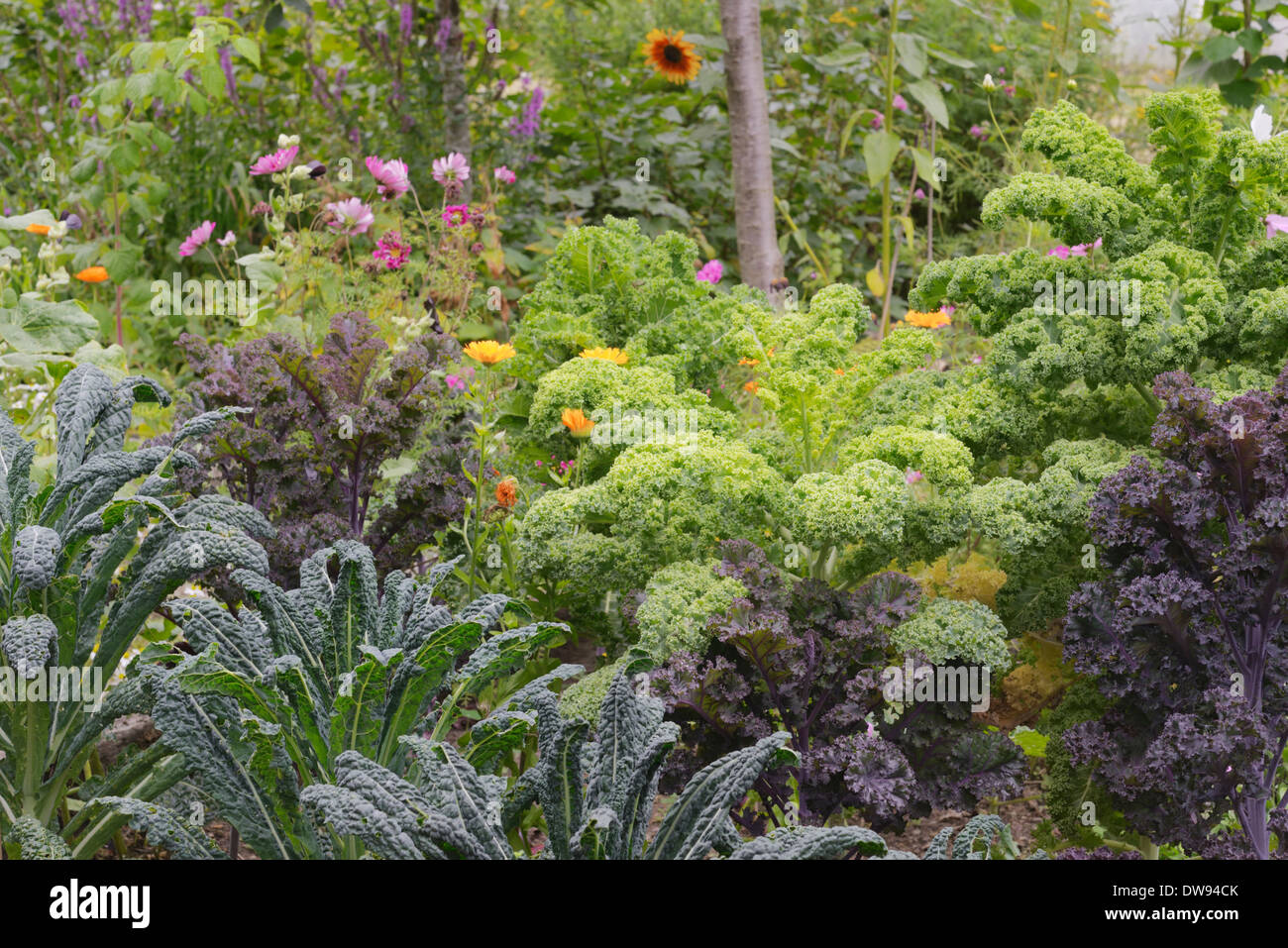 Kale plants, "Nero di Toscana", "Scarlet Curly" and "Starbor" in a ...
