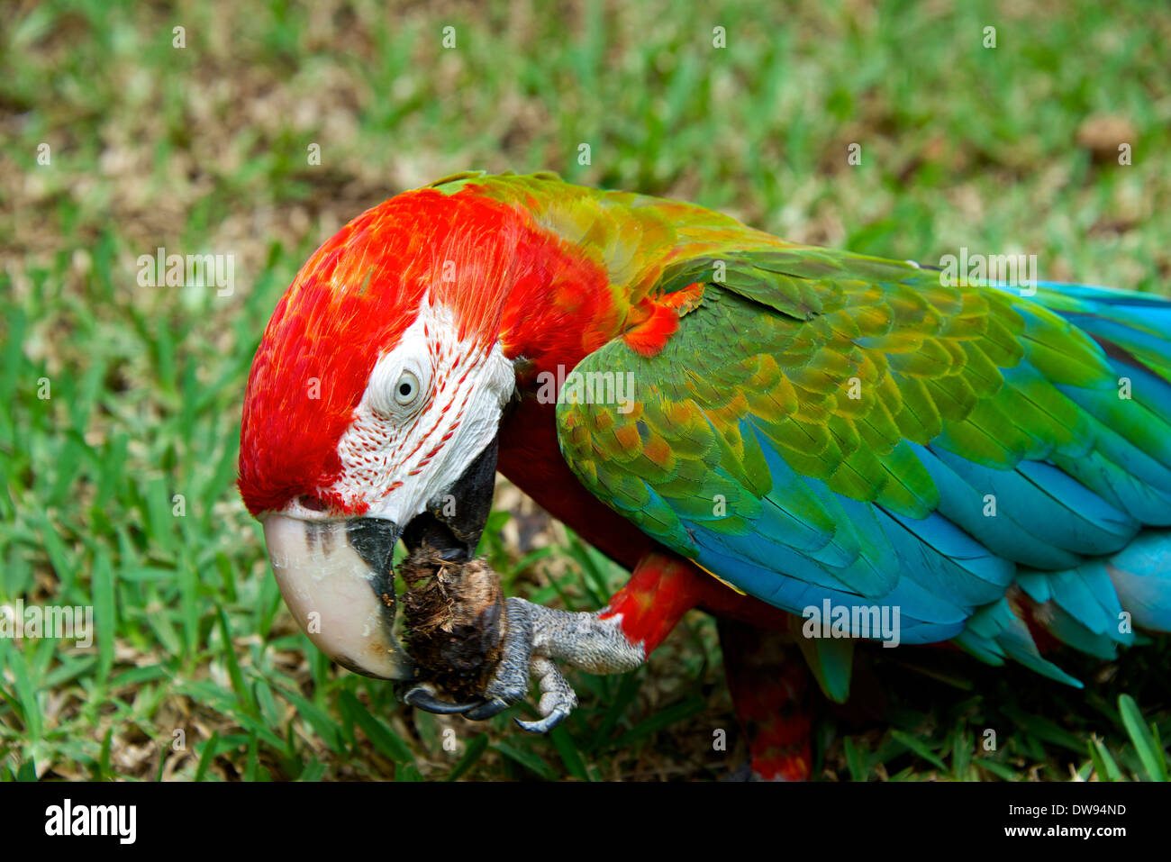 Exotic colorful African macaw parrot, beautiful close up on bird face ...