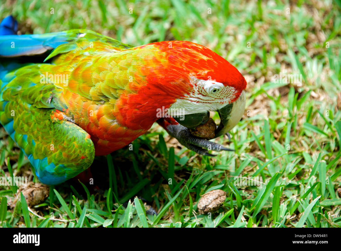 Exotic colorful African macaw parrot, beautiful close up on bird face ...
