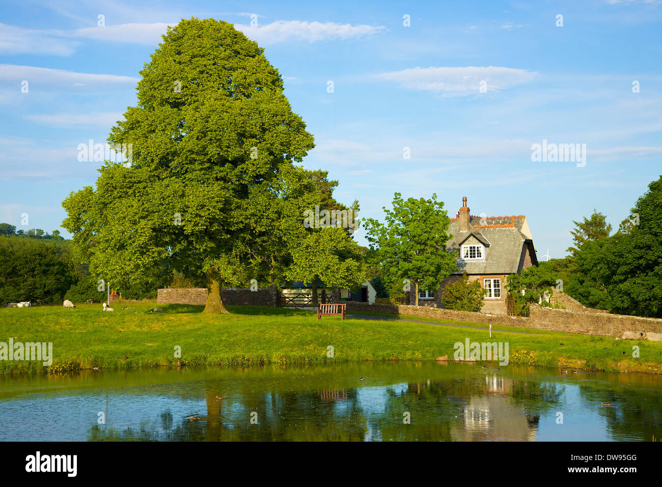 Mill pond and tree at Caldbeck, Lake District, Cumbria, England, United ...