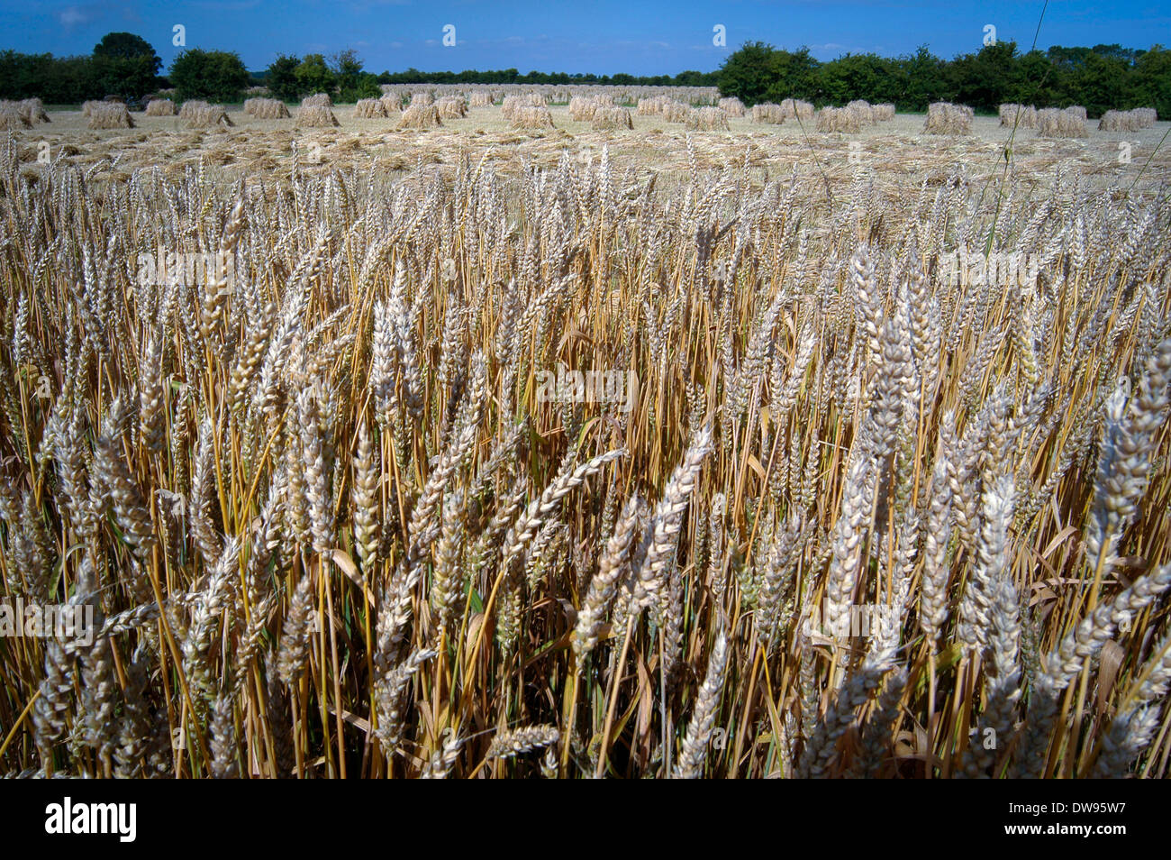 Yorkshire farming hi-res stock photography and images - Alamy