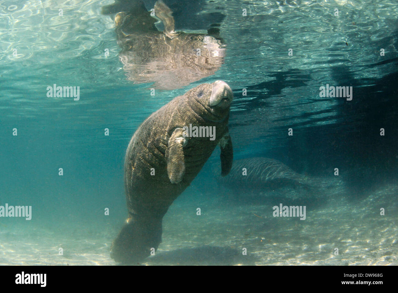 West Indian Manatee or Sea Cow (Trichechus manatus), Crystal River ...