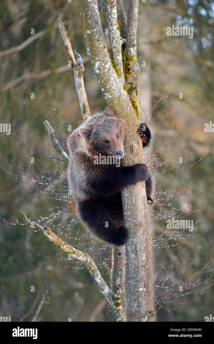 Brown bear climbing tree hi-res stock photography and images - Alamy
