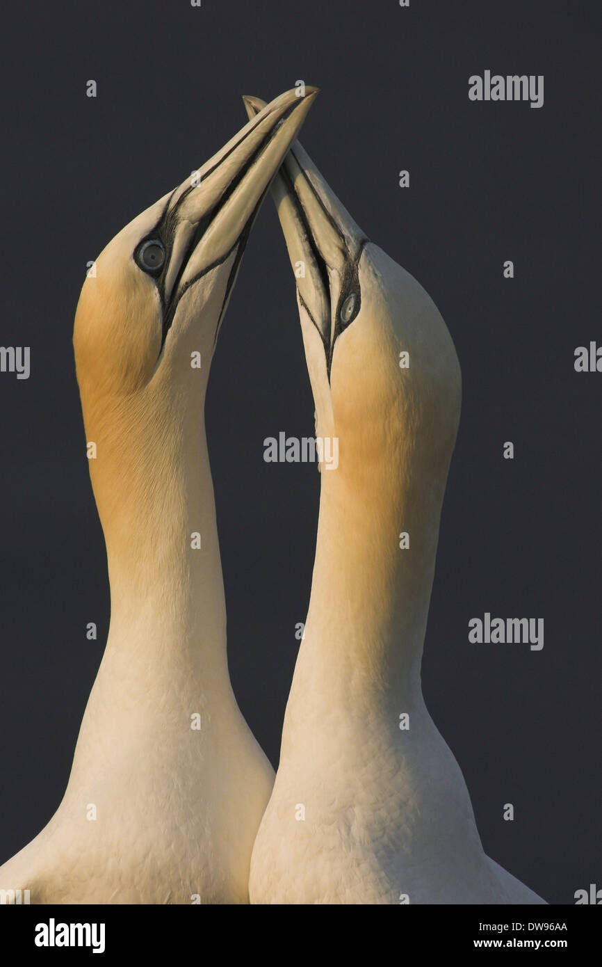 Mating couples hi-res stock photography and images - Alamy