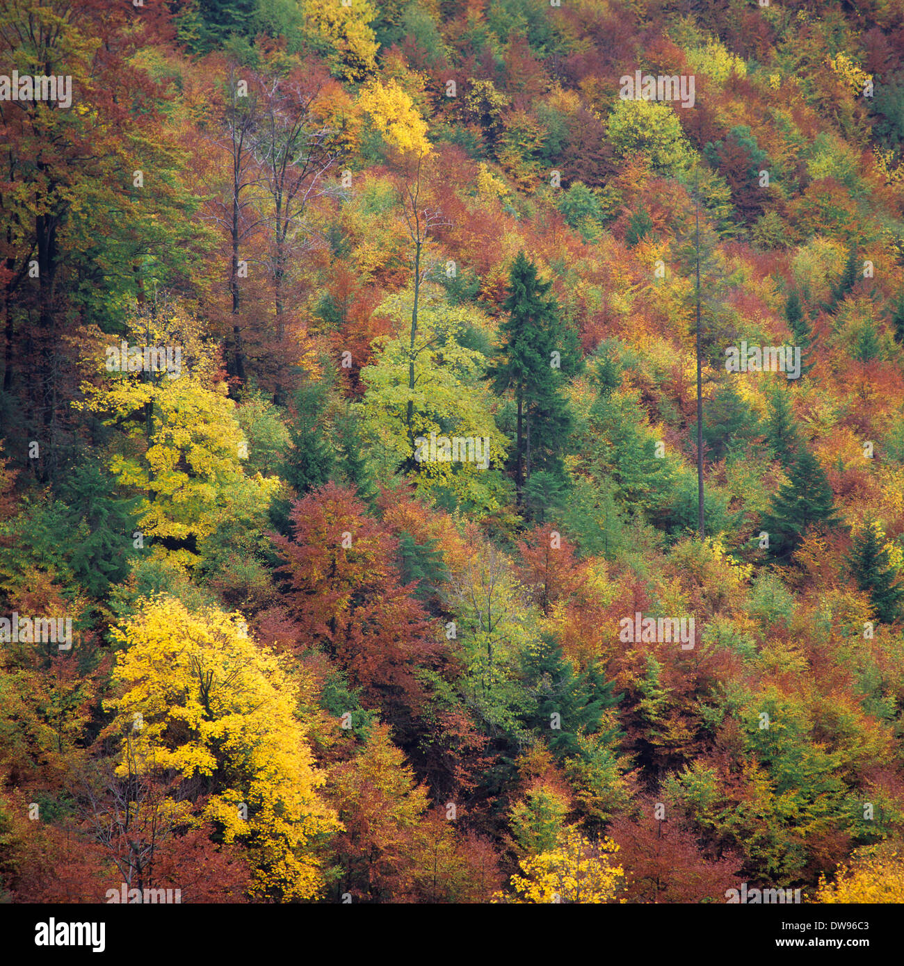 Czech republic bohemia forest in hi-res stock photography and images ...