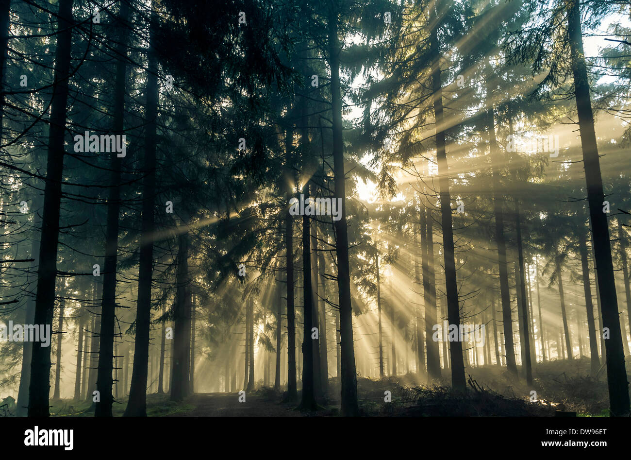 Fog in a forest hi-res stock photography and images - Alamy