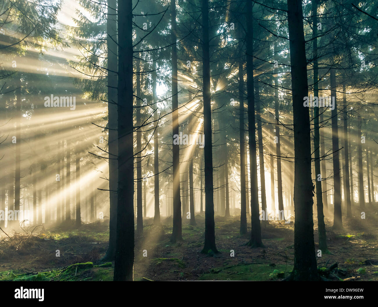 Sun rays passing through the morning fog in a forest, Taunus range ...