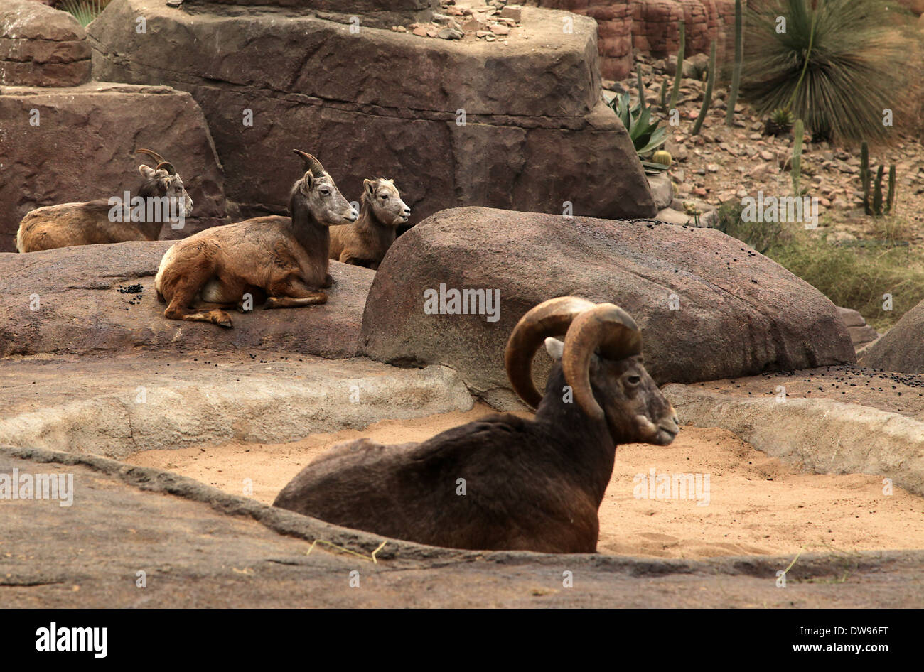 Big horn Sheep.Joshua Tree National Park, California, USA.Ovis ...