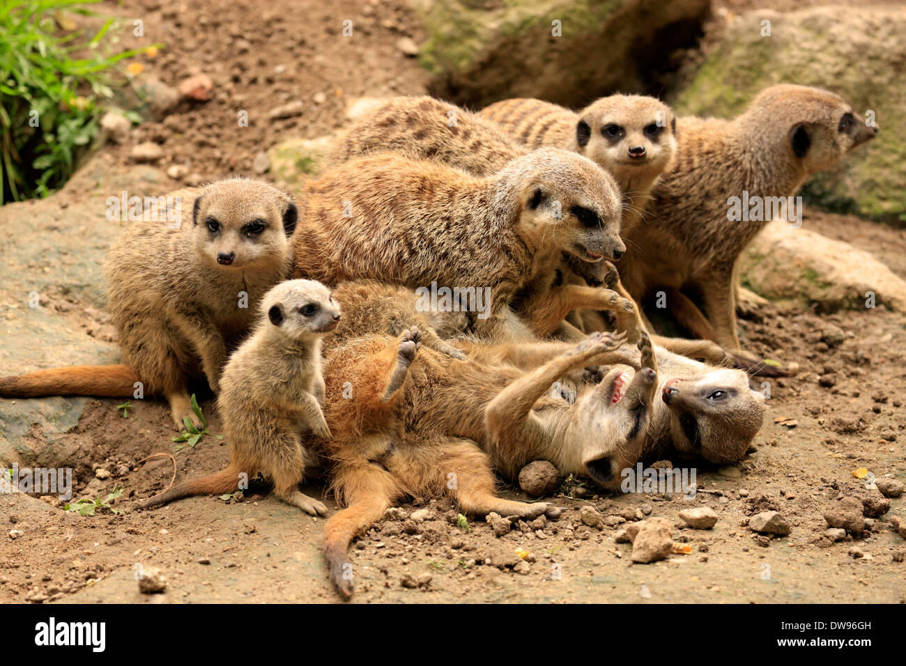 Meerkats (Suricata suricatta), clan, social behaviour, Germany Stock ...
