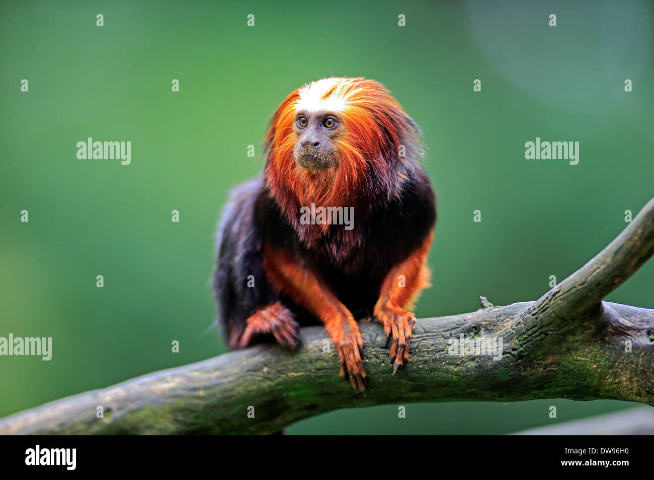 Golden-headed Lion Tamarin (Leontopithecus chrysomelas), adult on a ...