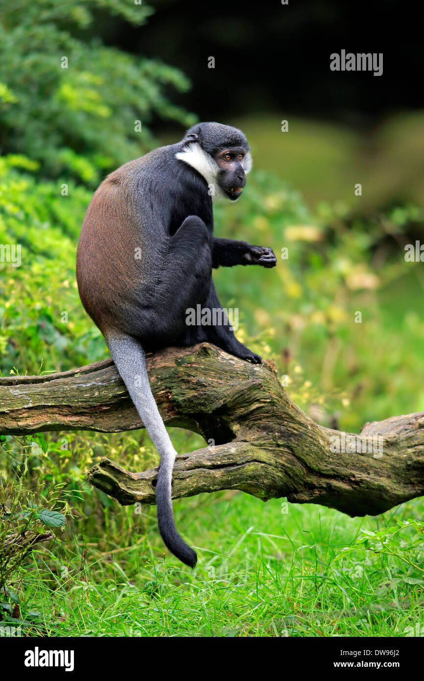 L'Hoest's Monkey (Cercopithecus lhoesti), adult, male, Apeldoorn Stock ...