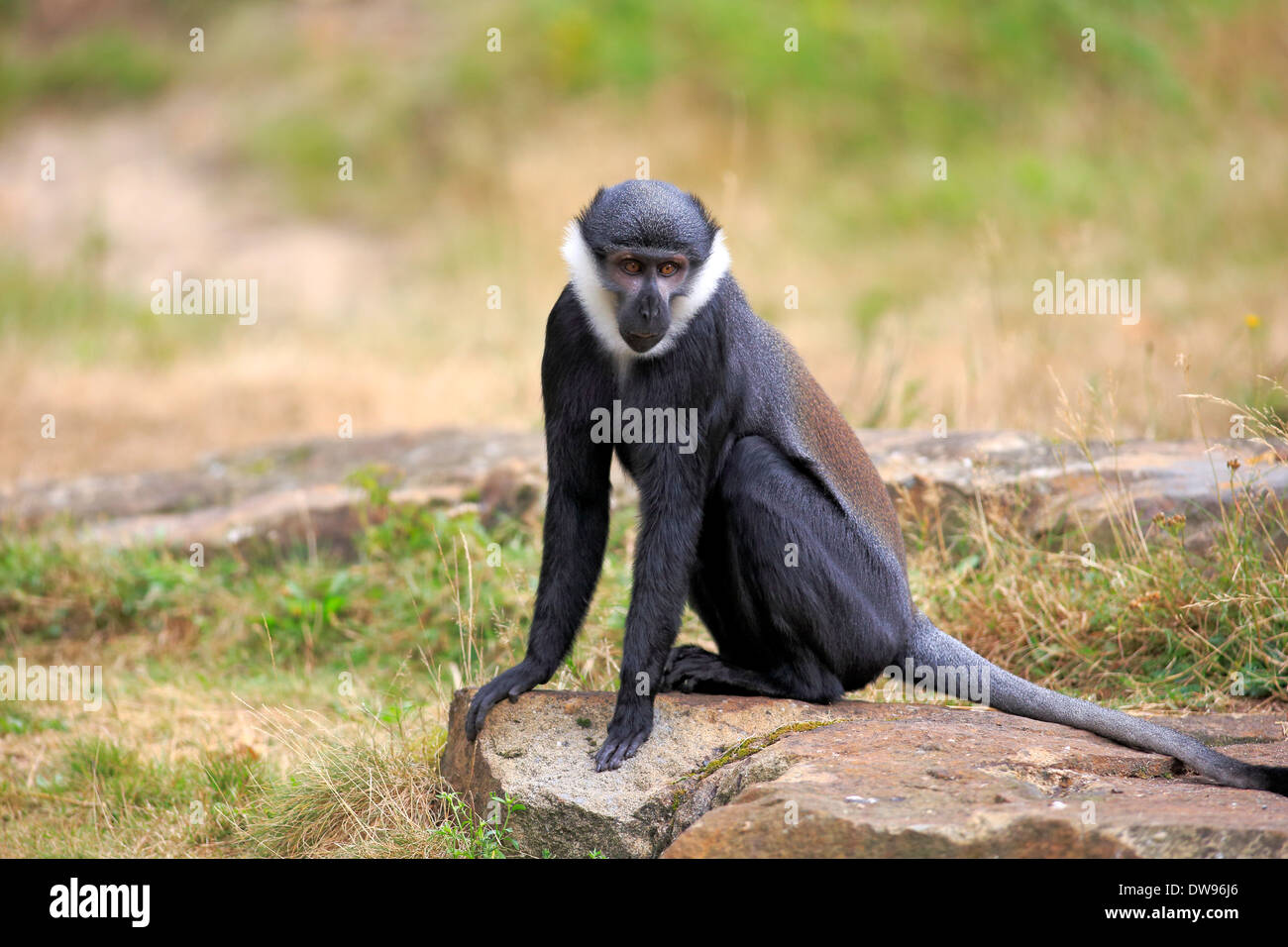 L hoest hi-res stock photography and images - Alamy