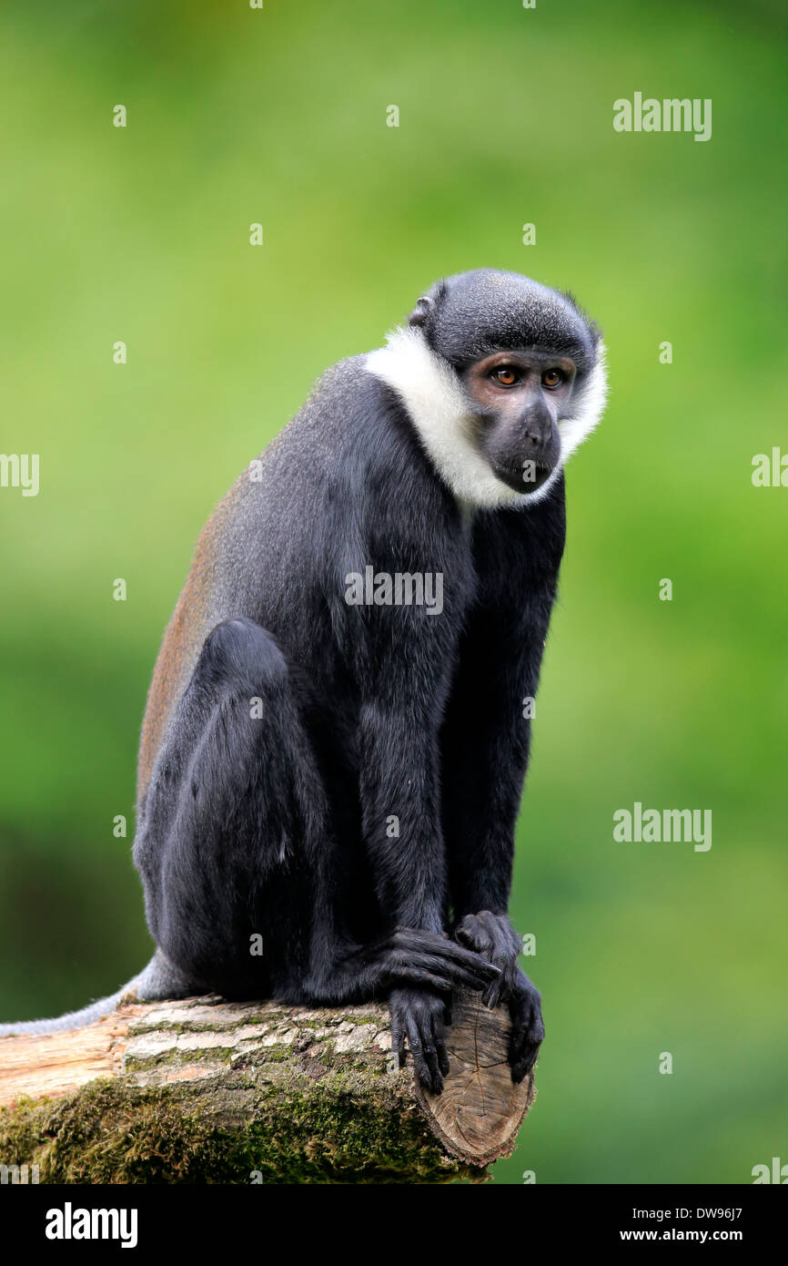 L'Hoest's Monkey (Cercopithecus lhoesti), adult, Apeldoorn, Netherlands ...