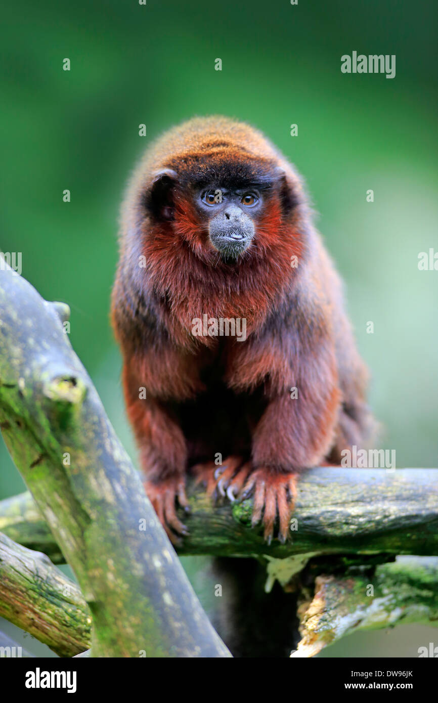 Titi monkey callicebus moloch hi-res stock photography and images - Alamy